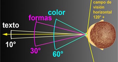 percepción Color y Ojo Humano: sensibilidad visual, adaptación nocturna