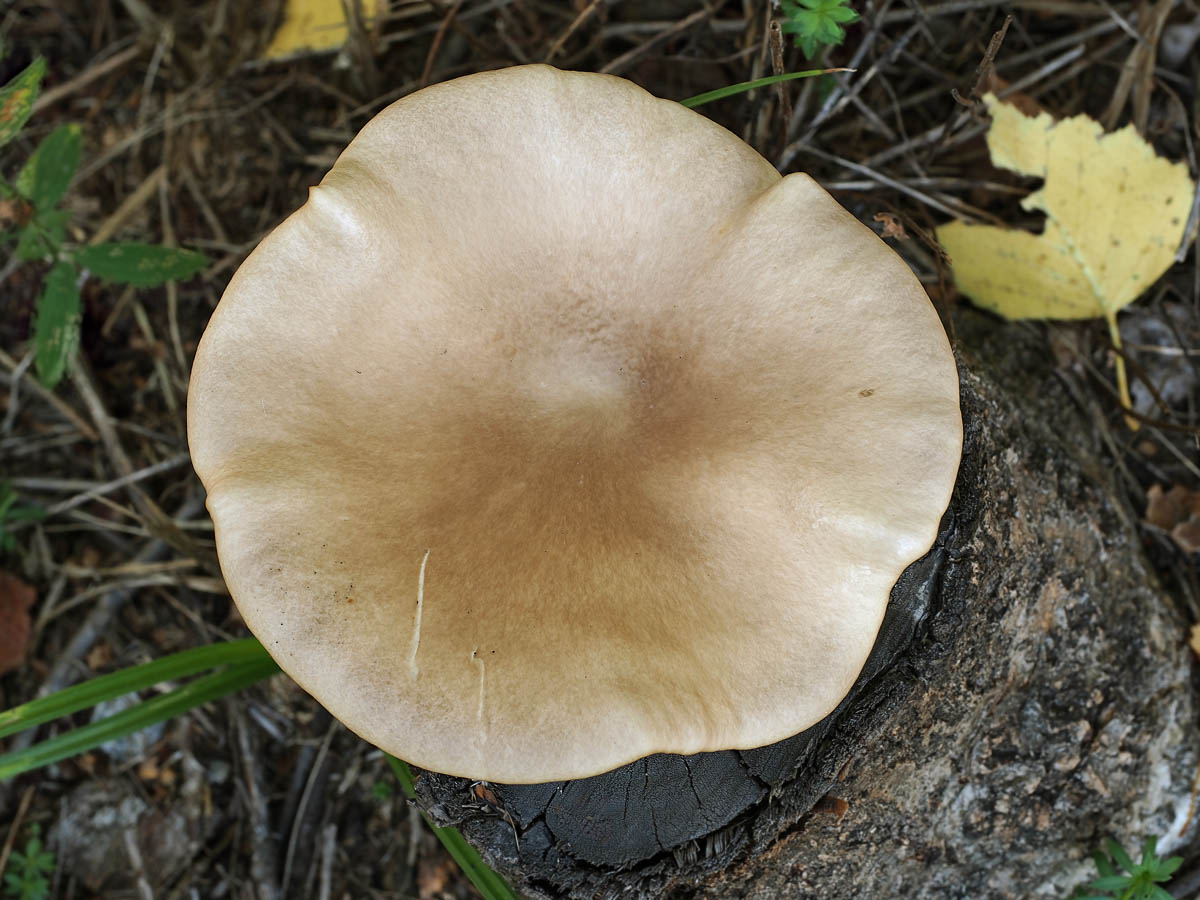 Lentinus sp 4 SAE 20210913 — Postimages