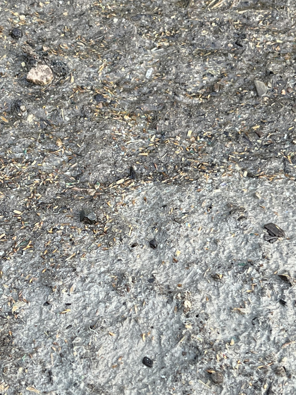 Seed2 — Postimages