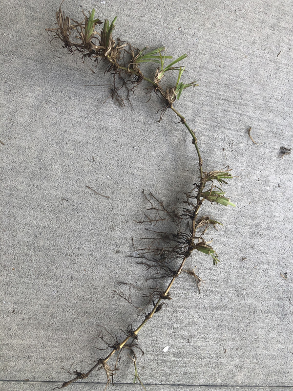 Take all root rot? | Lawn Care Forum