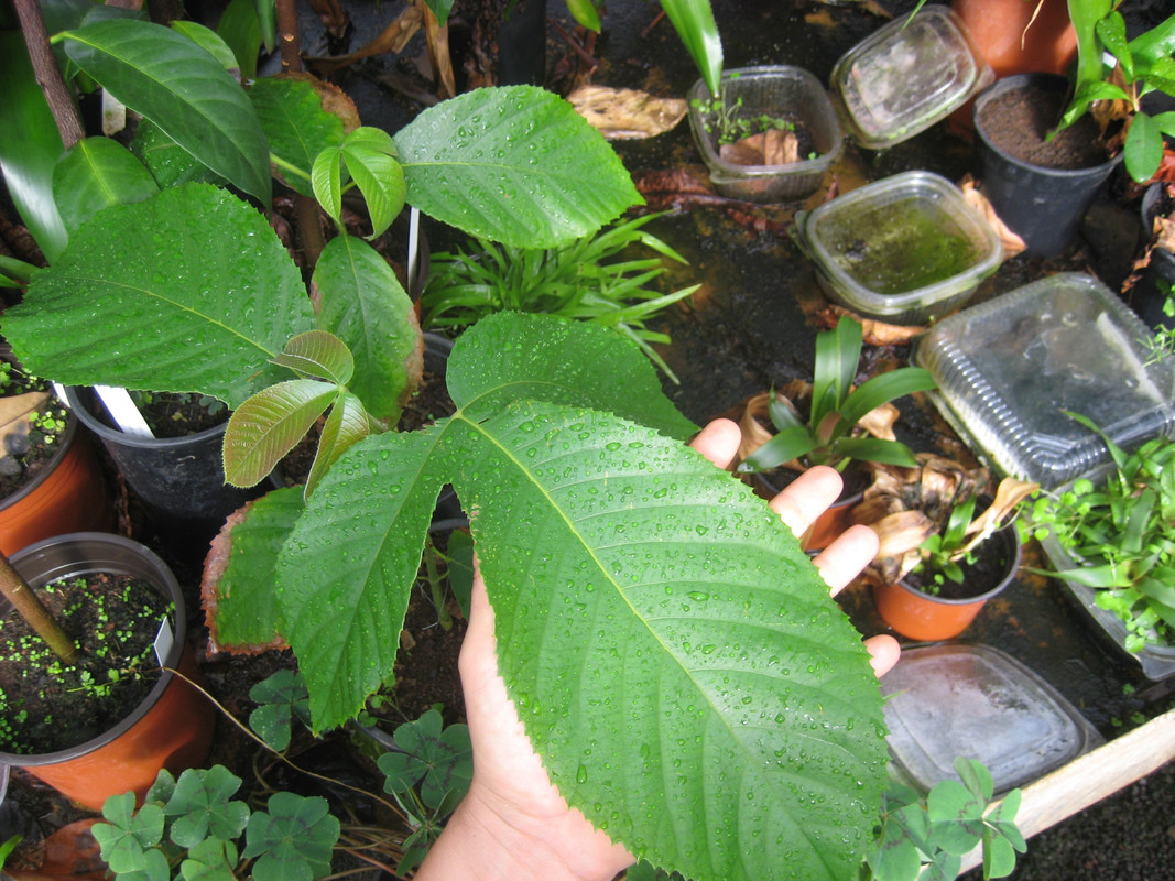 IMG 1640 — Postimages