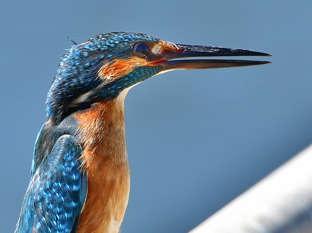 DSC 4096 — Postimages