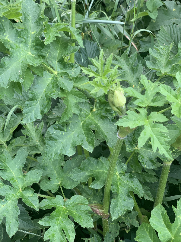 IMG 2870 — Postimages