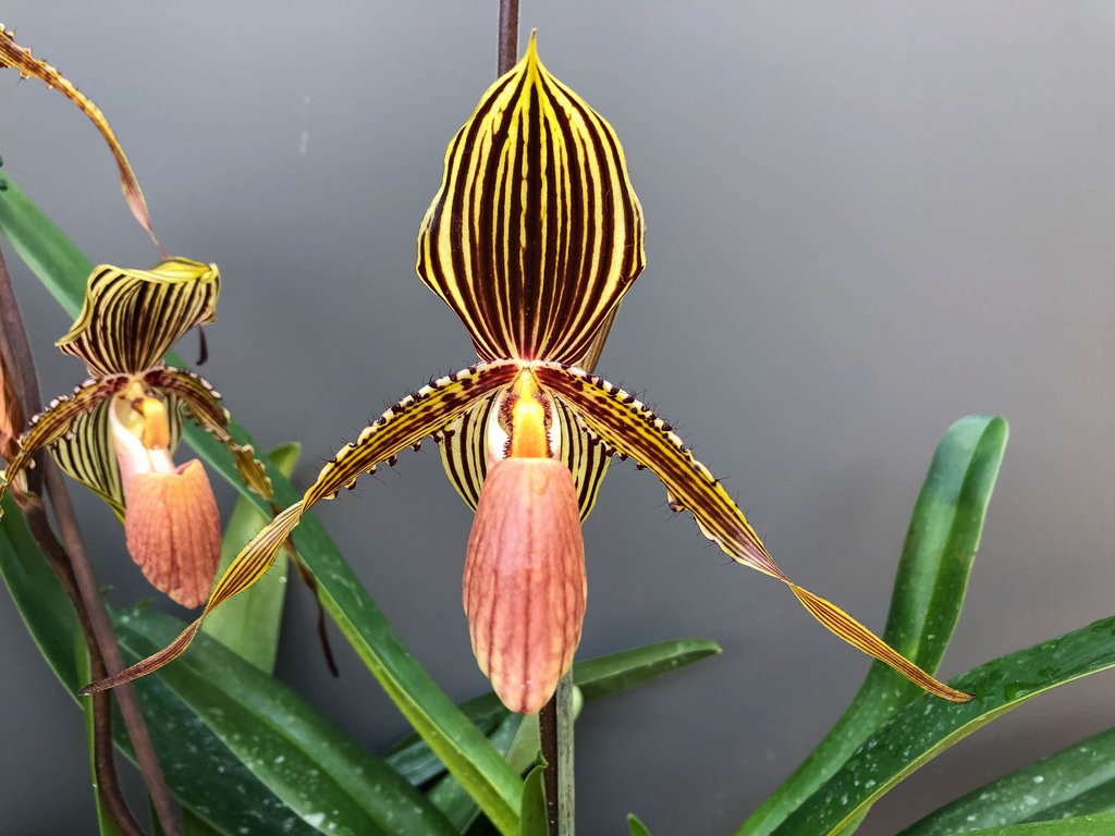 Paph Susan Booths | Slippertalk Orchid Forum