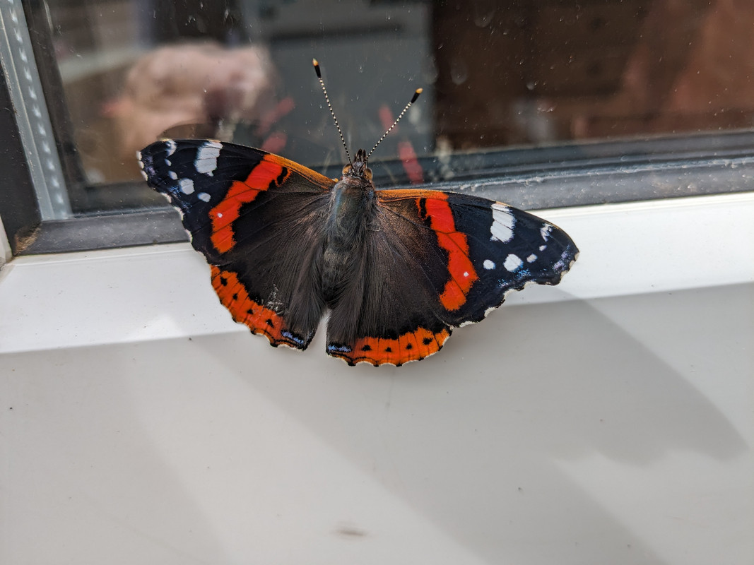 Butterfly — Postimages