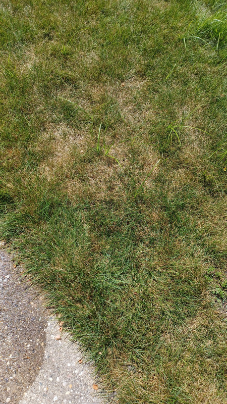 HELP PLS - Is my sod either under or overwatered? | Lawn Care Forum