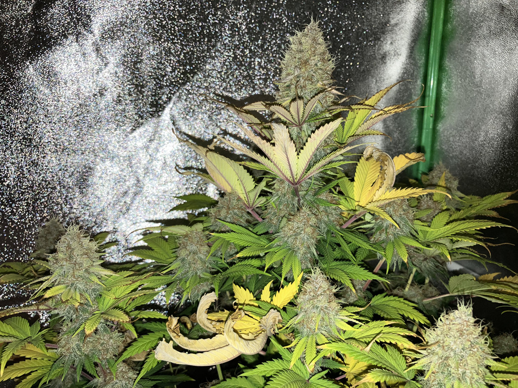 45 FA341 E 7335 4946 BF23 0 A8 E2163 C4 EE — Postimages