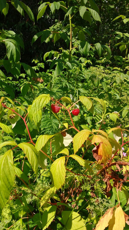 IMG 20240630 152609012 — Postimages