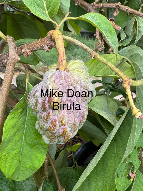 IMG 7392 — Postimages