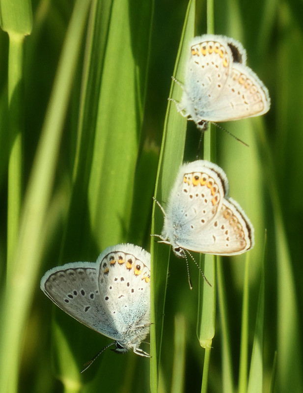 P1030127 0 2 (1024) — Postimages