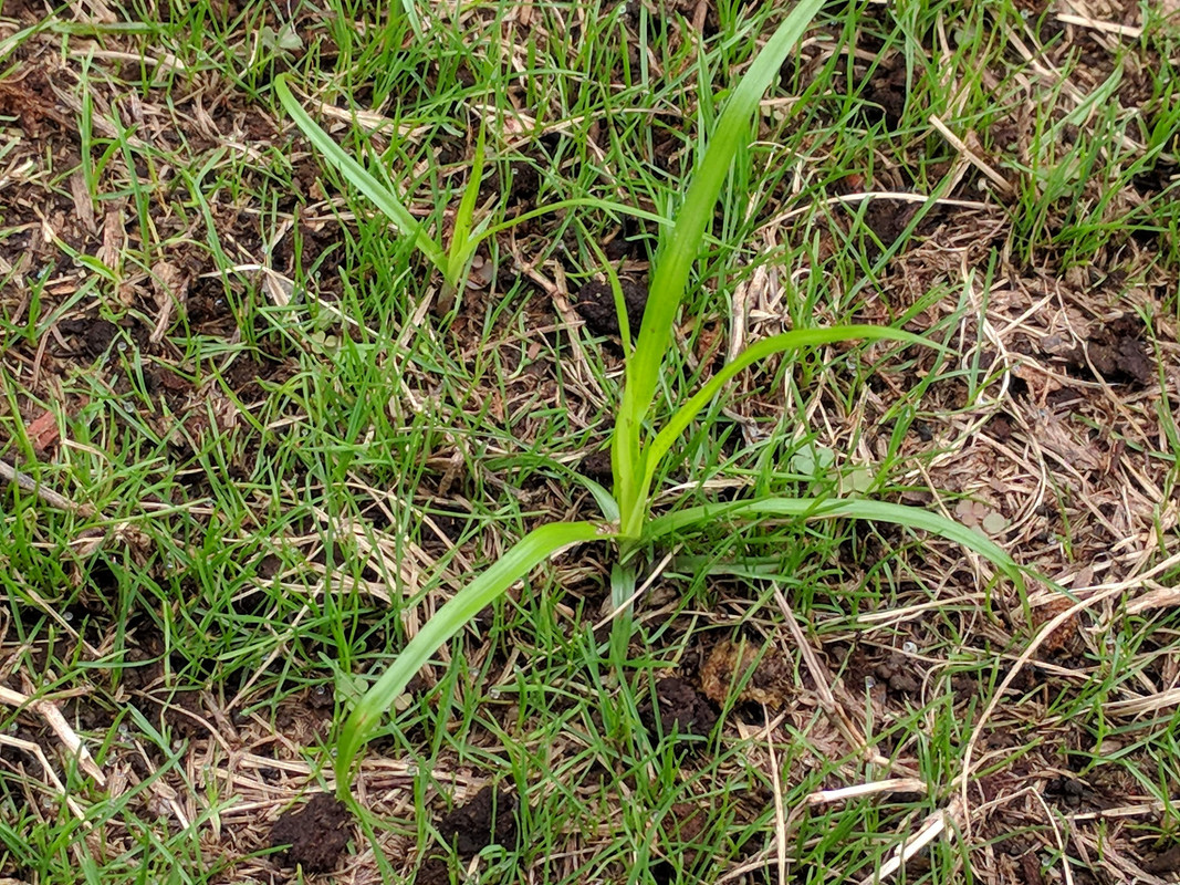 grass type pic 1 — Postimages