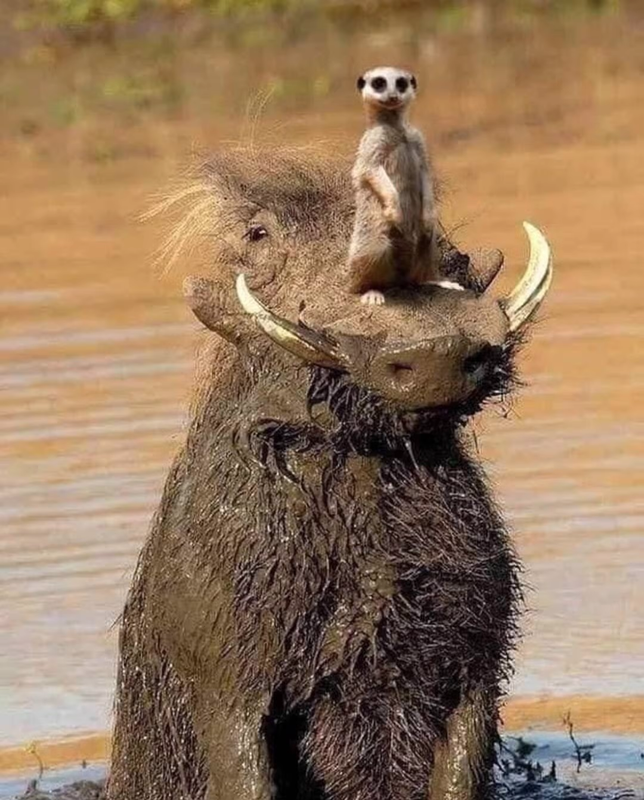 Its meme time - 24hourcampfire