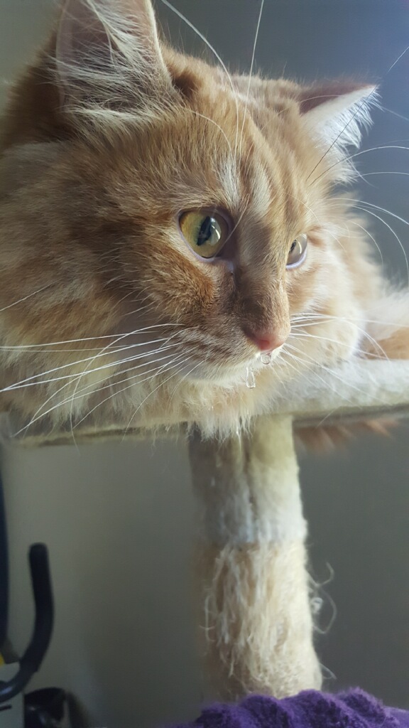 imagejpeg 0 (1) — Postimages