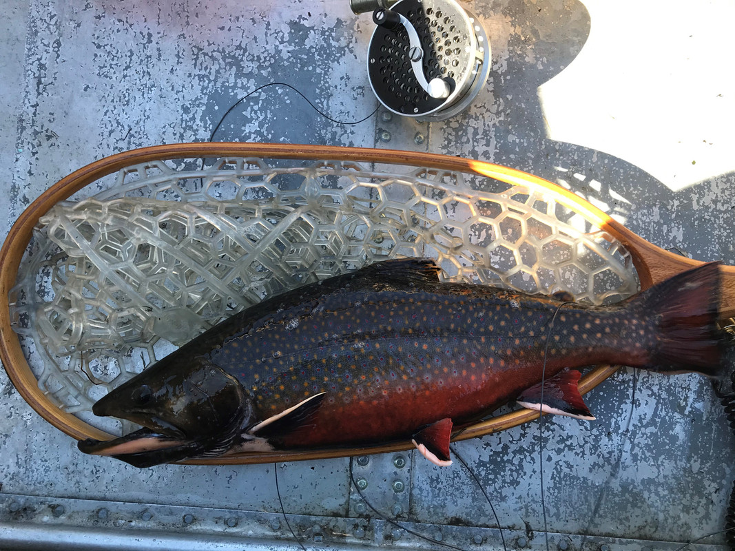 IMG 1108 fish 1 (2) — Postimages