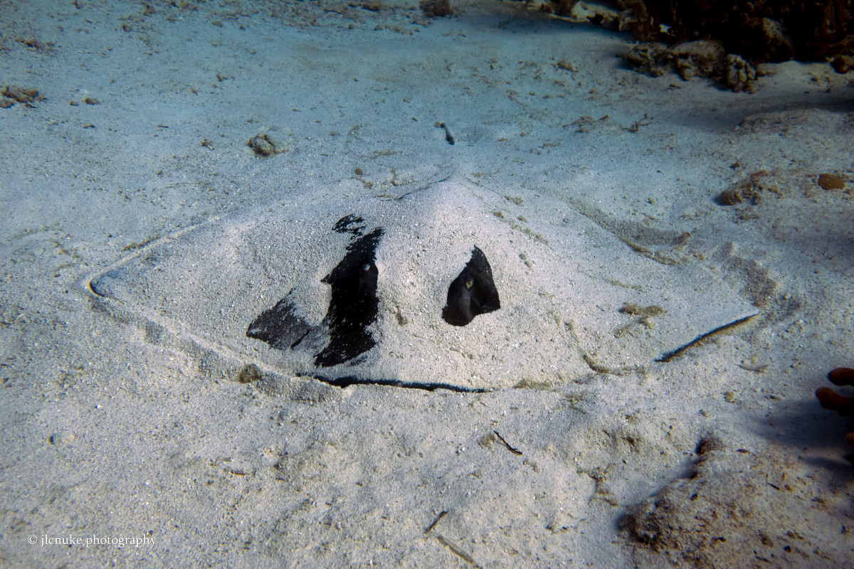 Southern Ray Bahamas 11 2020 — Postimages
