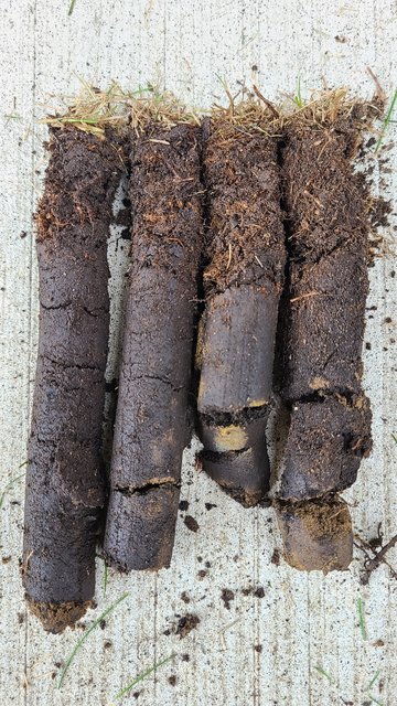 Crazy Excessive Thatch and Everything That Comes With It | Lawn Care Forum