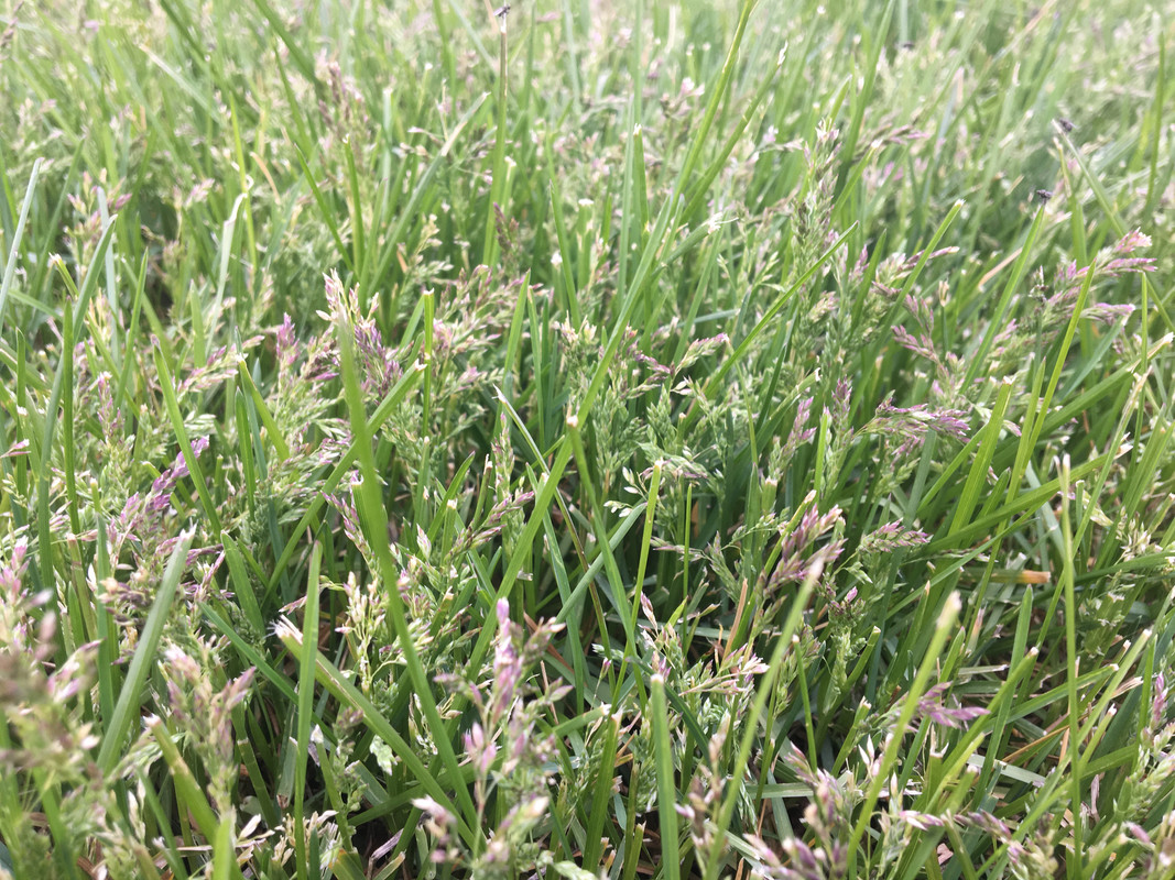 What's growing in my lawn.... | Lawn Care Forum