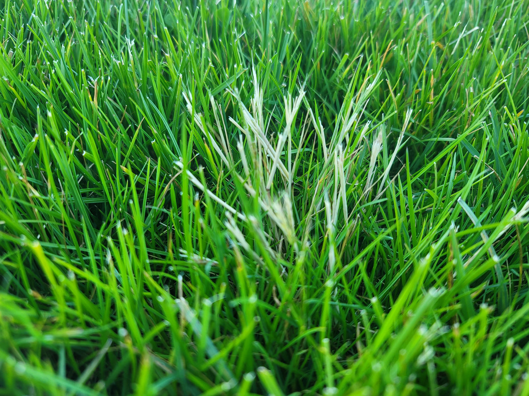 What's going on with my lawn? Tiny groups of PRG dying off? | Lawn Care ...