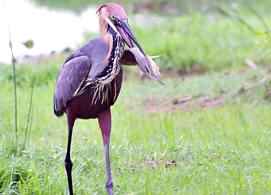 Wildlife - Page 562 - PentaxForums.com