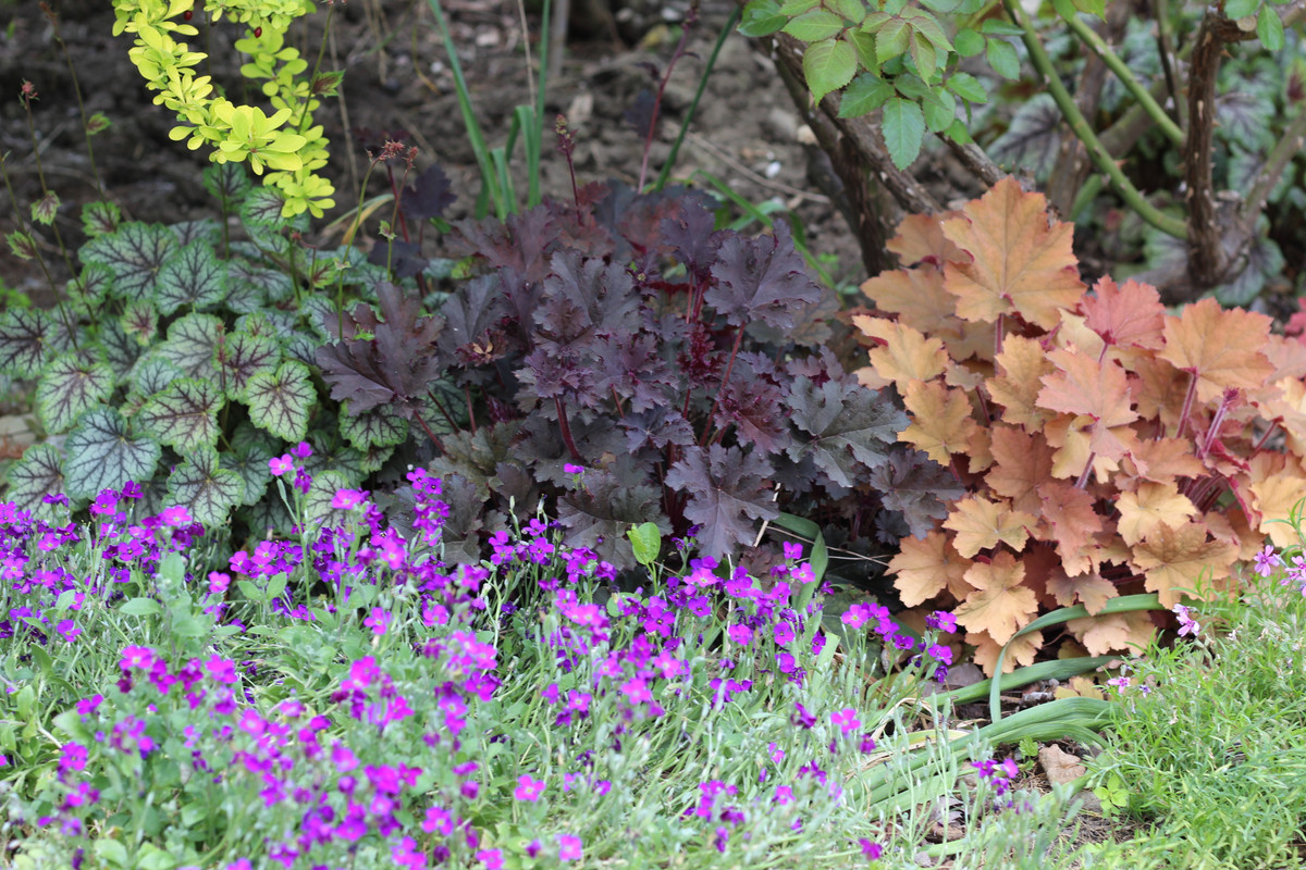 IMG 3974 — Postimages