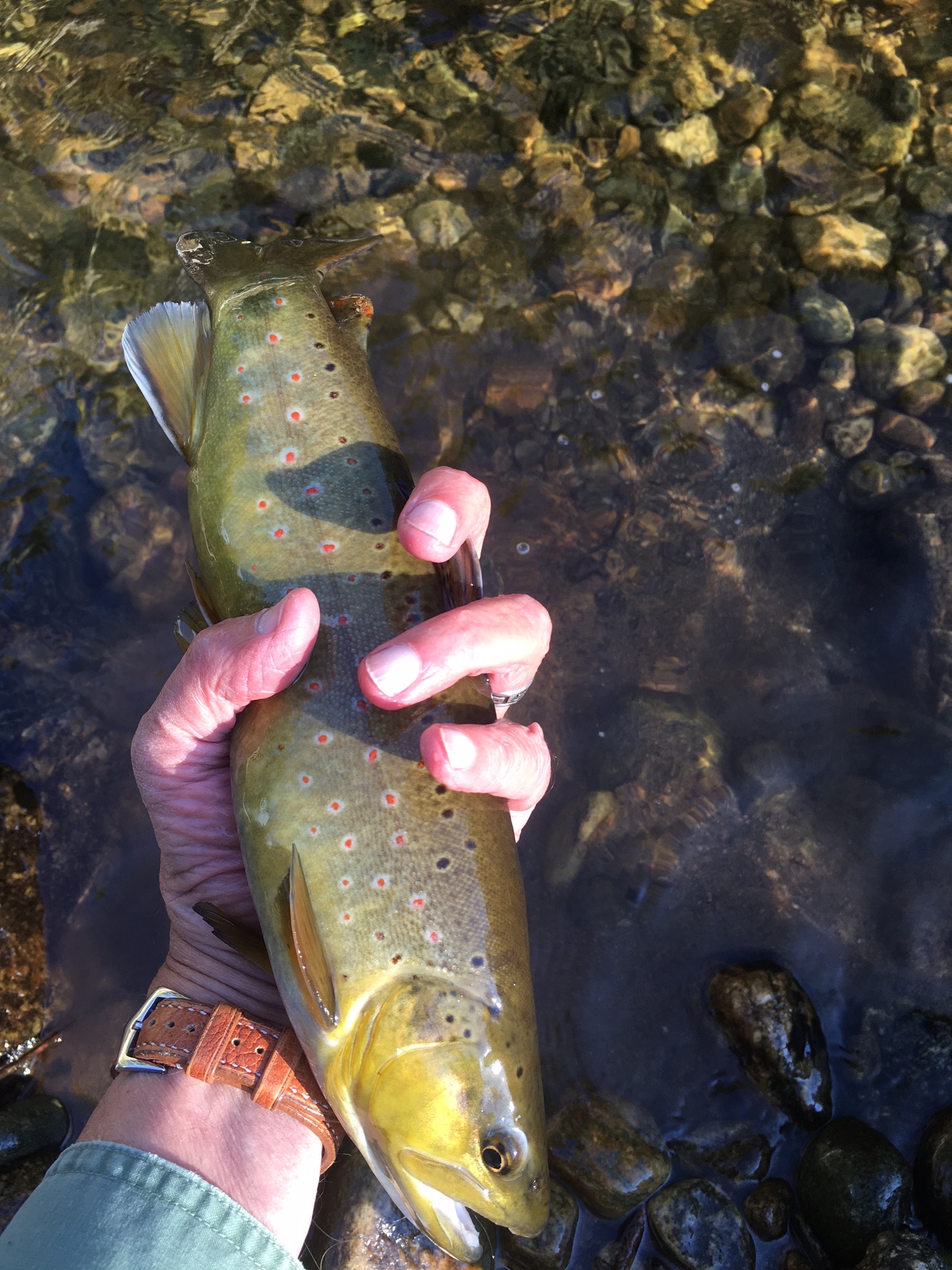 The fish — Postimages