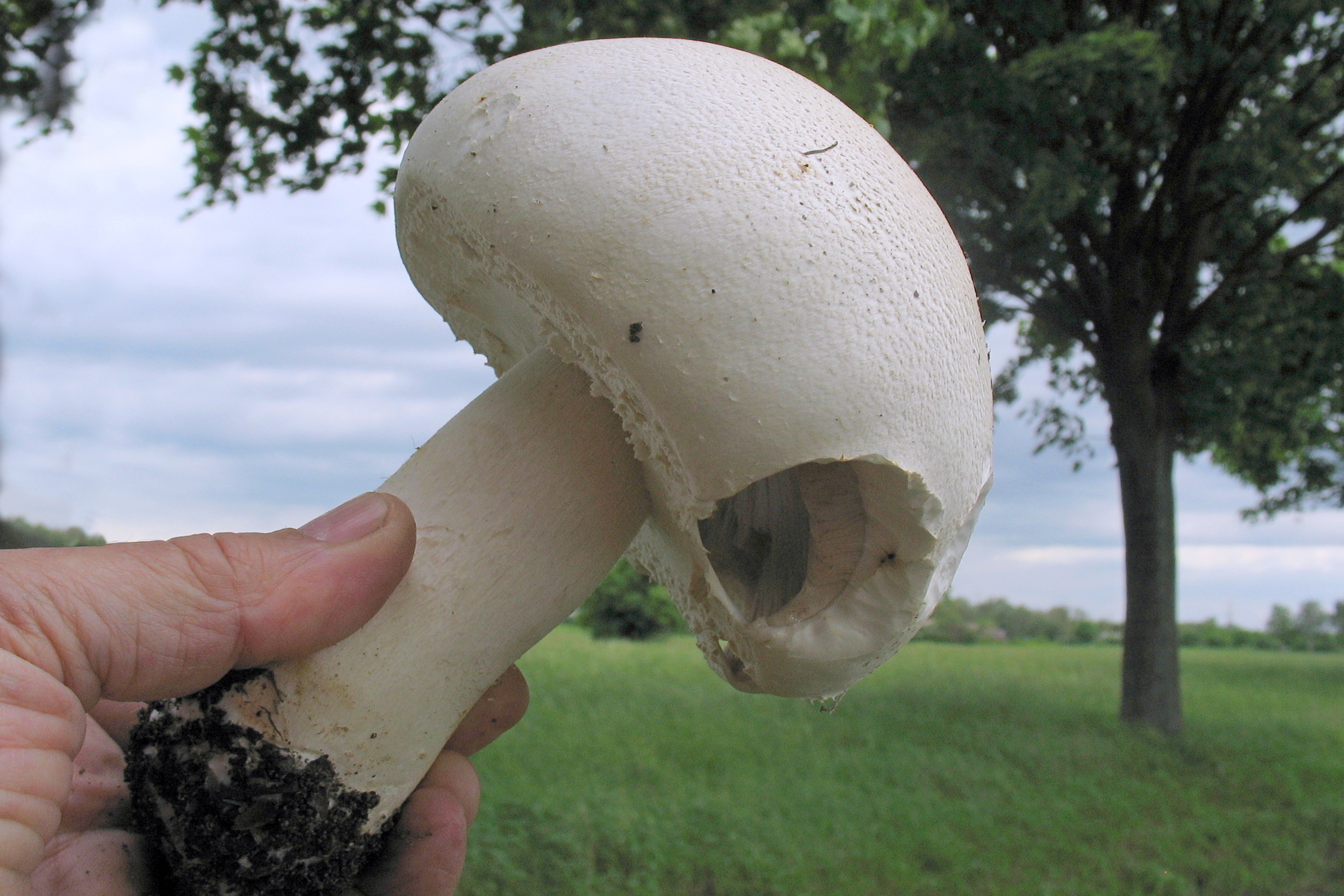 Agaricus urinascens 1 AWP 20130510 — Postimages
