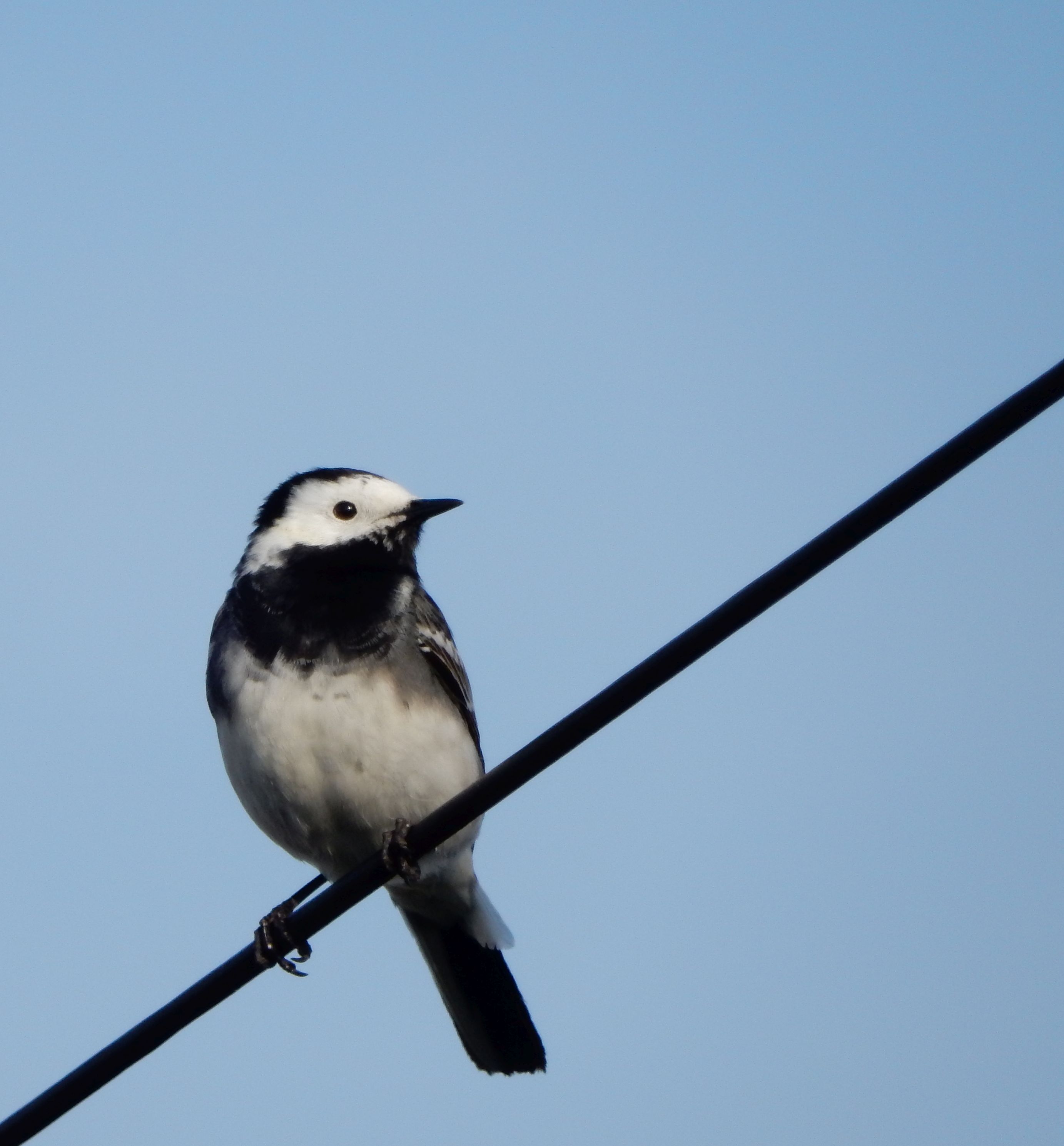 PIED WAG 1 — Postimages