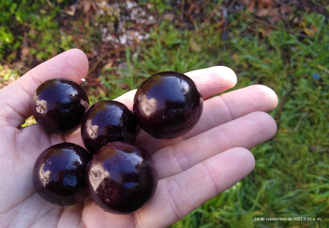 Jaboticaba Seeds