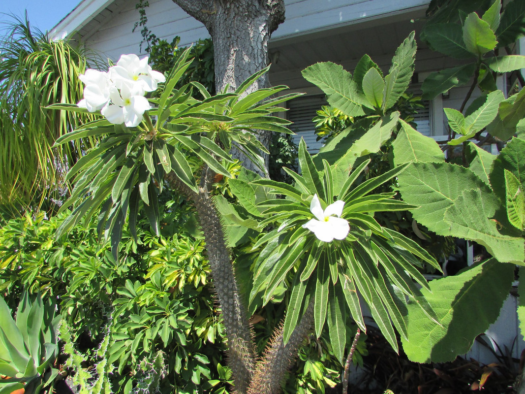 IMG 5195 — Postimages