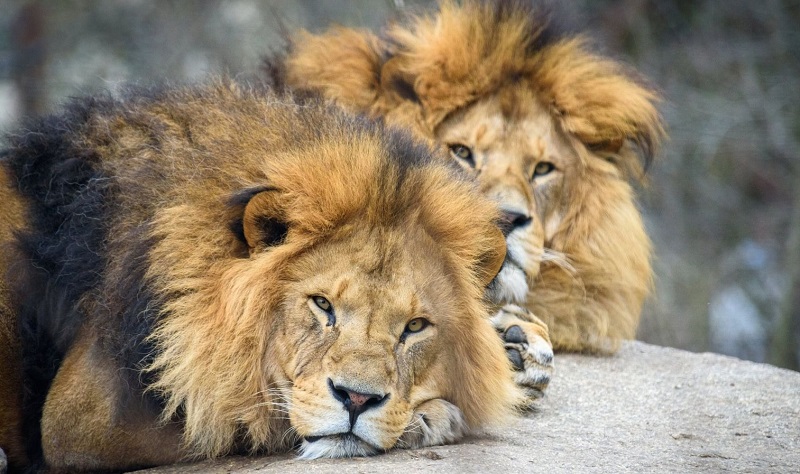 গণ্ডারকে দেখে ‘নত’ বনের রাজার সিংহ, প্রকাশ্যে ভিডিও - ODD বাংলা ...