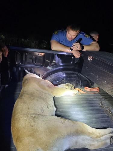 Mountain Lion Hit By Truck in Arkansas - 24hourcampfire