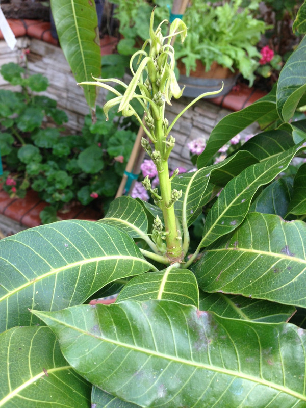 Nam Doc Mai Flower 1 — Postimages