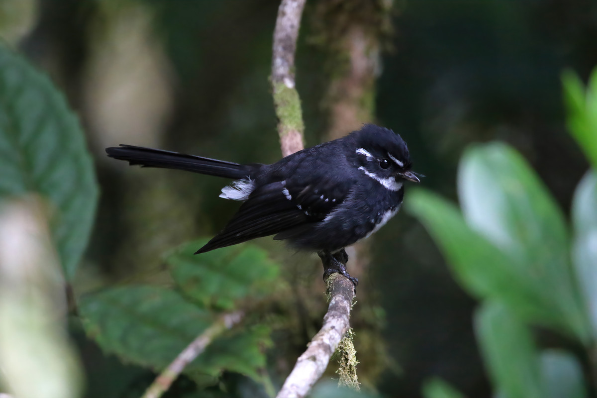 Friendly Fantail De Noise AI — Postimages