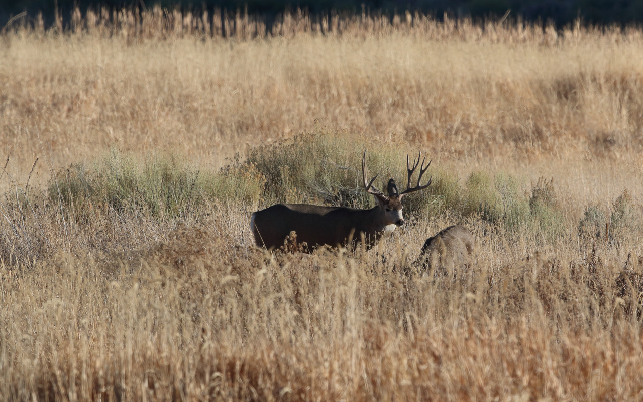 Cookie's 2018 mule deer run: pics - 24hourcampfire