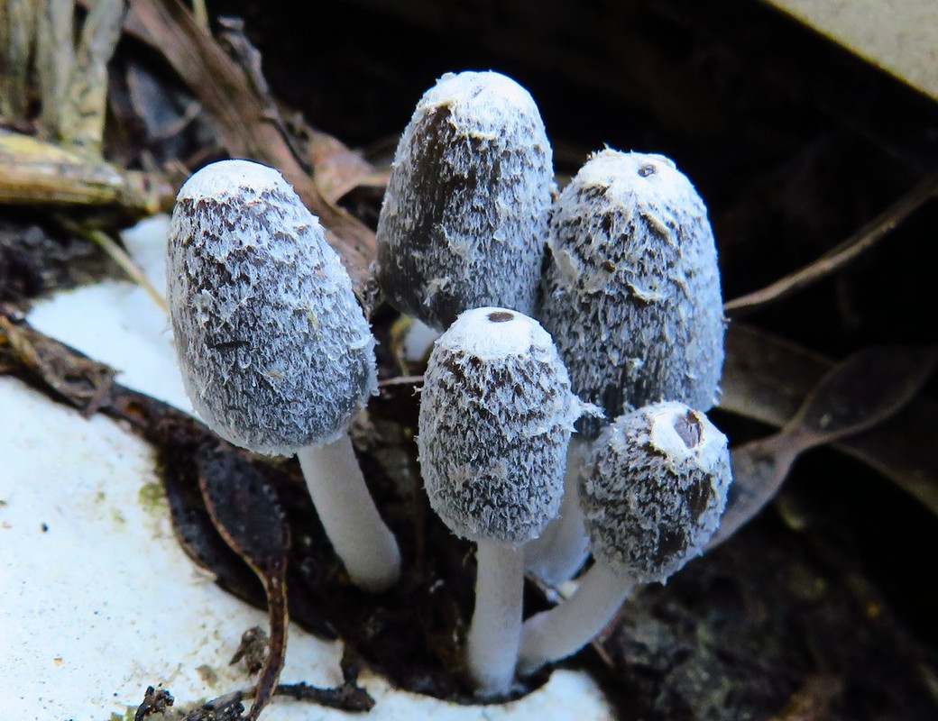 IMG 3279 — Postimages