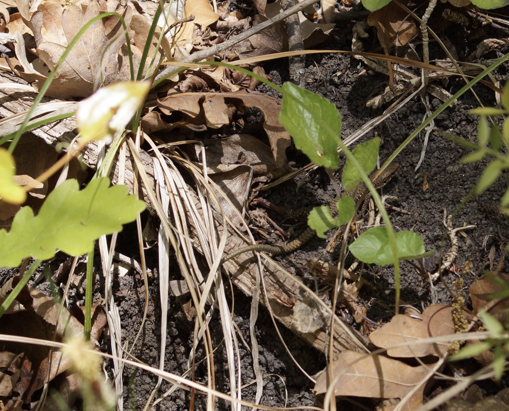 fullsizeoutput 3259 — Postimages