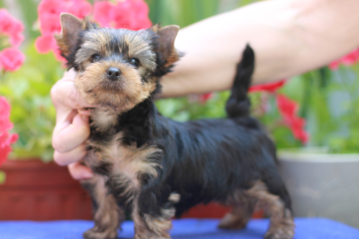 IMG 3222 — Postimages