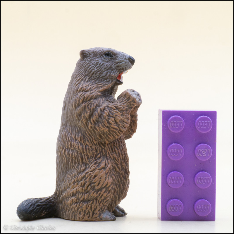 Papo 50128 Alpine marmot: a walkaround by Kikimalou