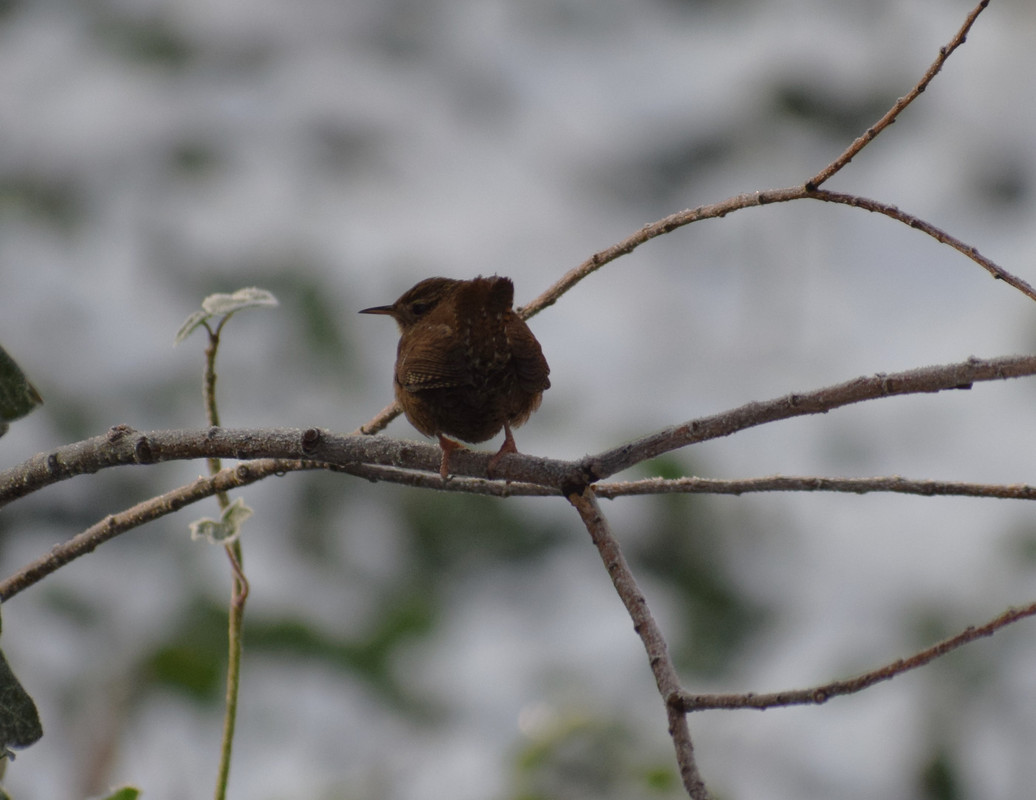 DSC 0835 — Postimages