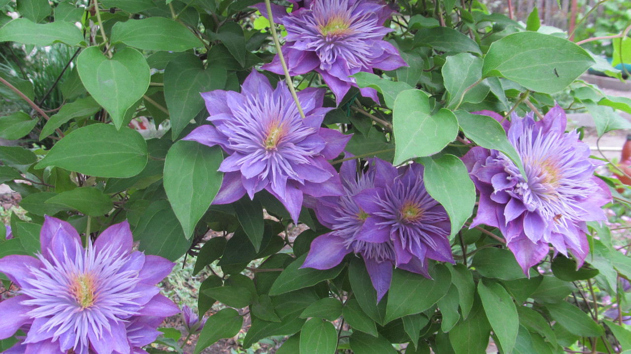 IMG 5326 — Postimages