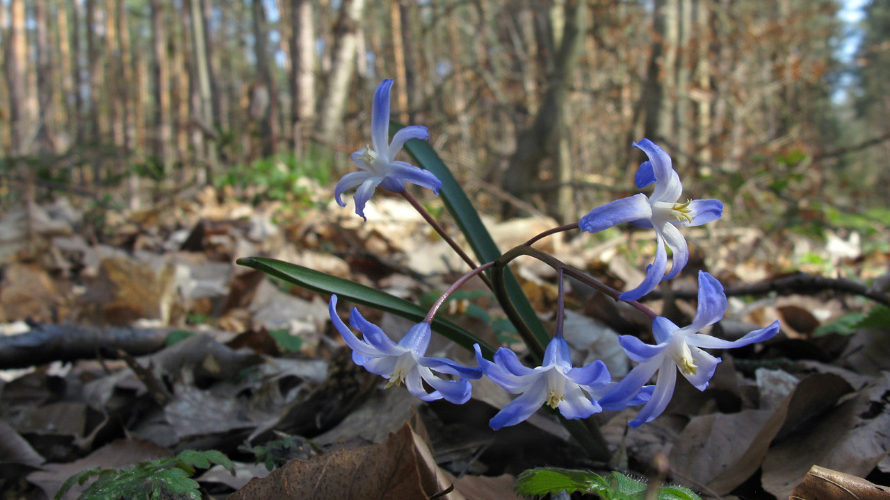 Scilla sp AWP 20200330 — Postimages