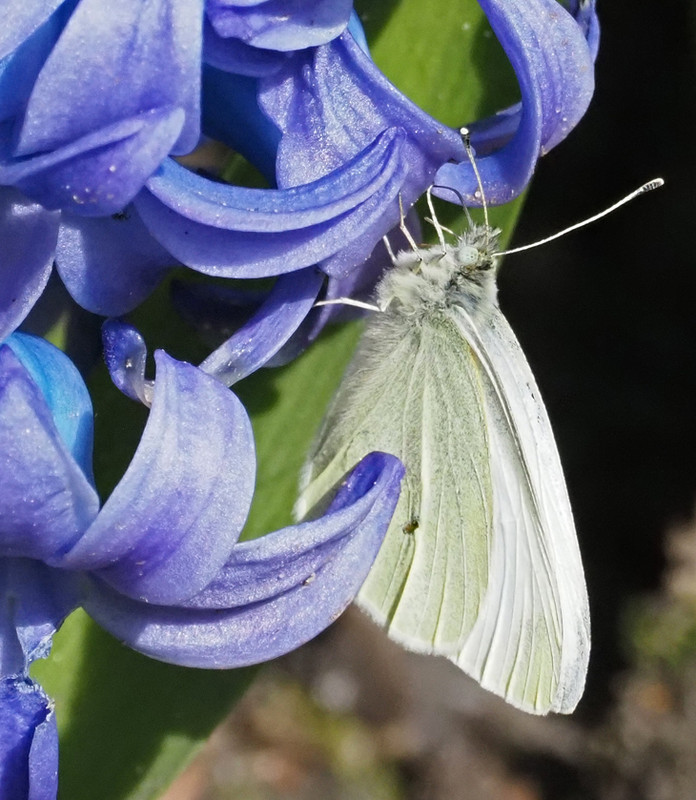 P3250007 resize — Postimages