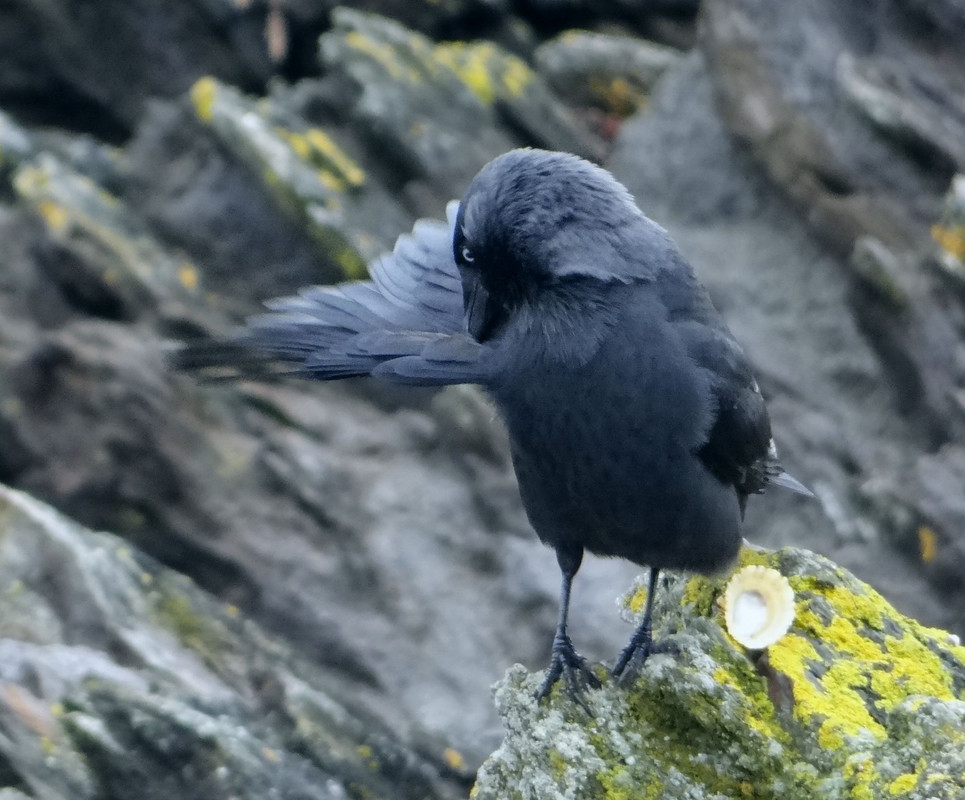 JACKDAW 3 240923 — Postimages