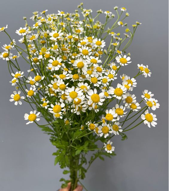 Chamomile flower — Postimages