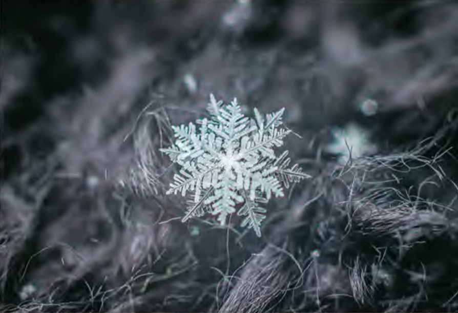 Capturing Snowflakes – Kenneth Libbrecht & Rachel Wing – Schizanthus Nerd