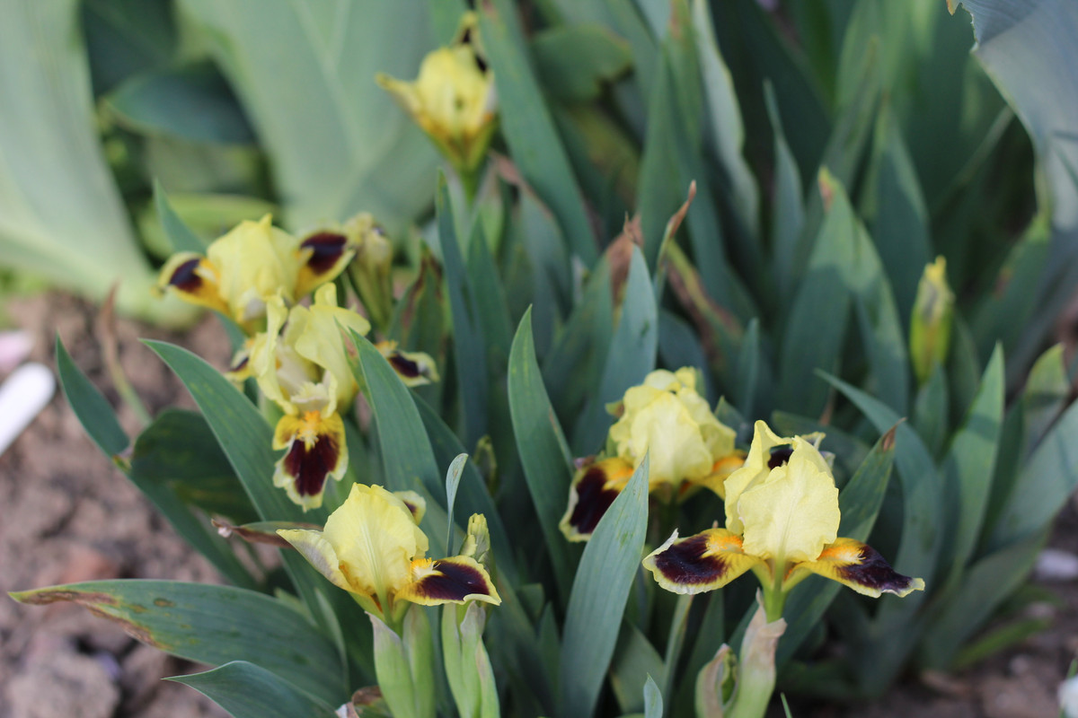 IMG 0586 — Postimages