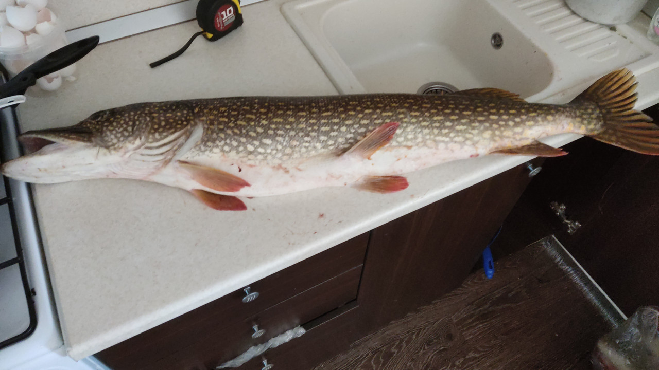 pending 1663589382 IMG 9258c5a9bc9912c0467897e5d812d7e7 V — Postimages