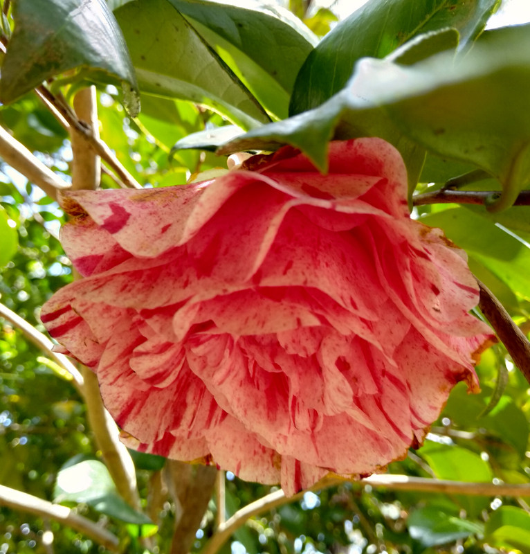 IMG20221017120837 CARTER' S SUNBURST — Postimages