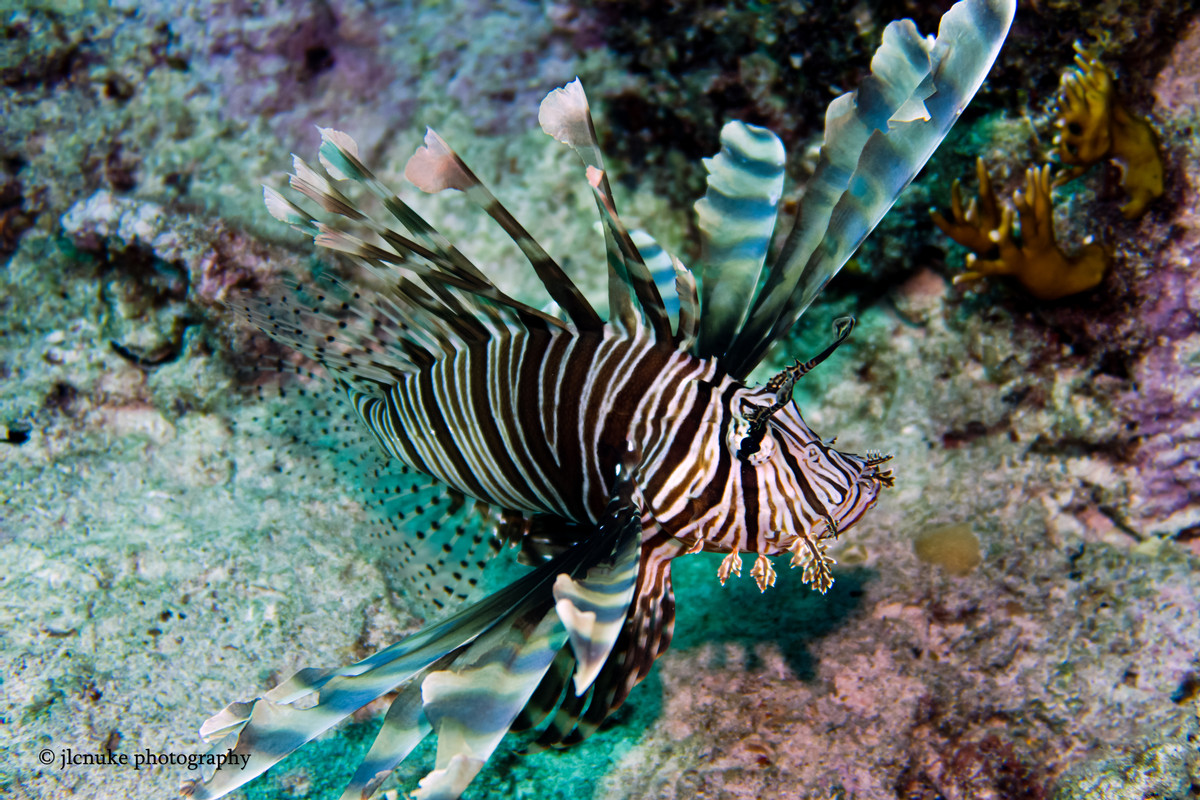 Lionfish Right Side Bahamas 11 2020 — Postimages