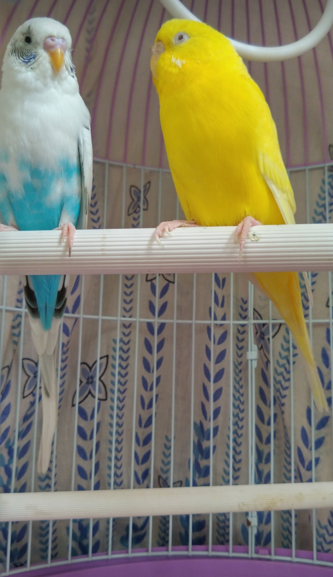 Screenshot 20201221 000825 Photos — Postimages